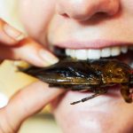 Estudios Revelaron Que Comer Insectos Previene El Cáncer | AL DIA MEDIA